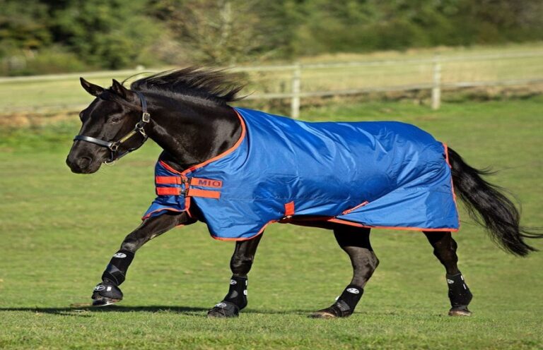 The Complete Guide to Horse Rugs and Why You Need Them ...
